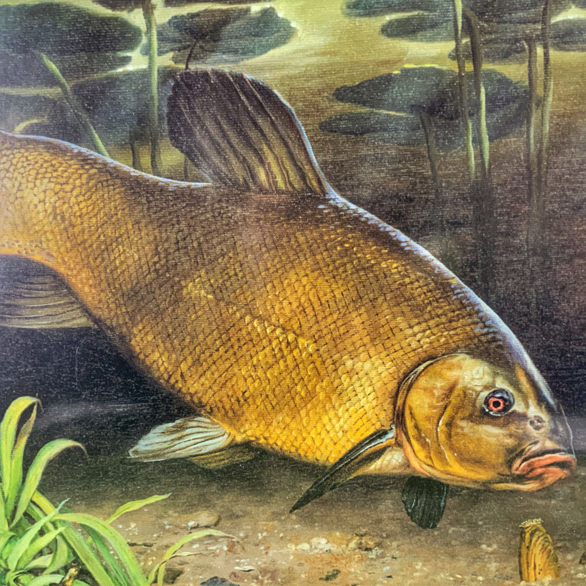 Tench by G Cartwright Mounted Print – Poacher's Pocket Antiques