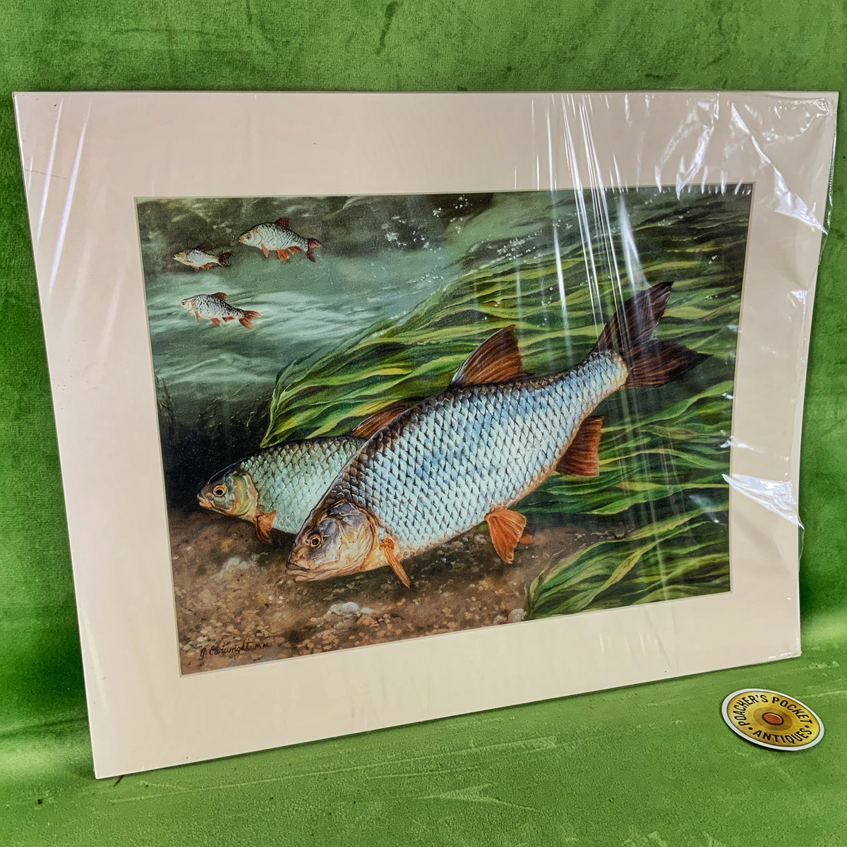 Roach Print by G Cartwright – Poacher's Pocket Antiques