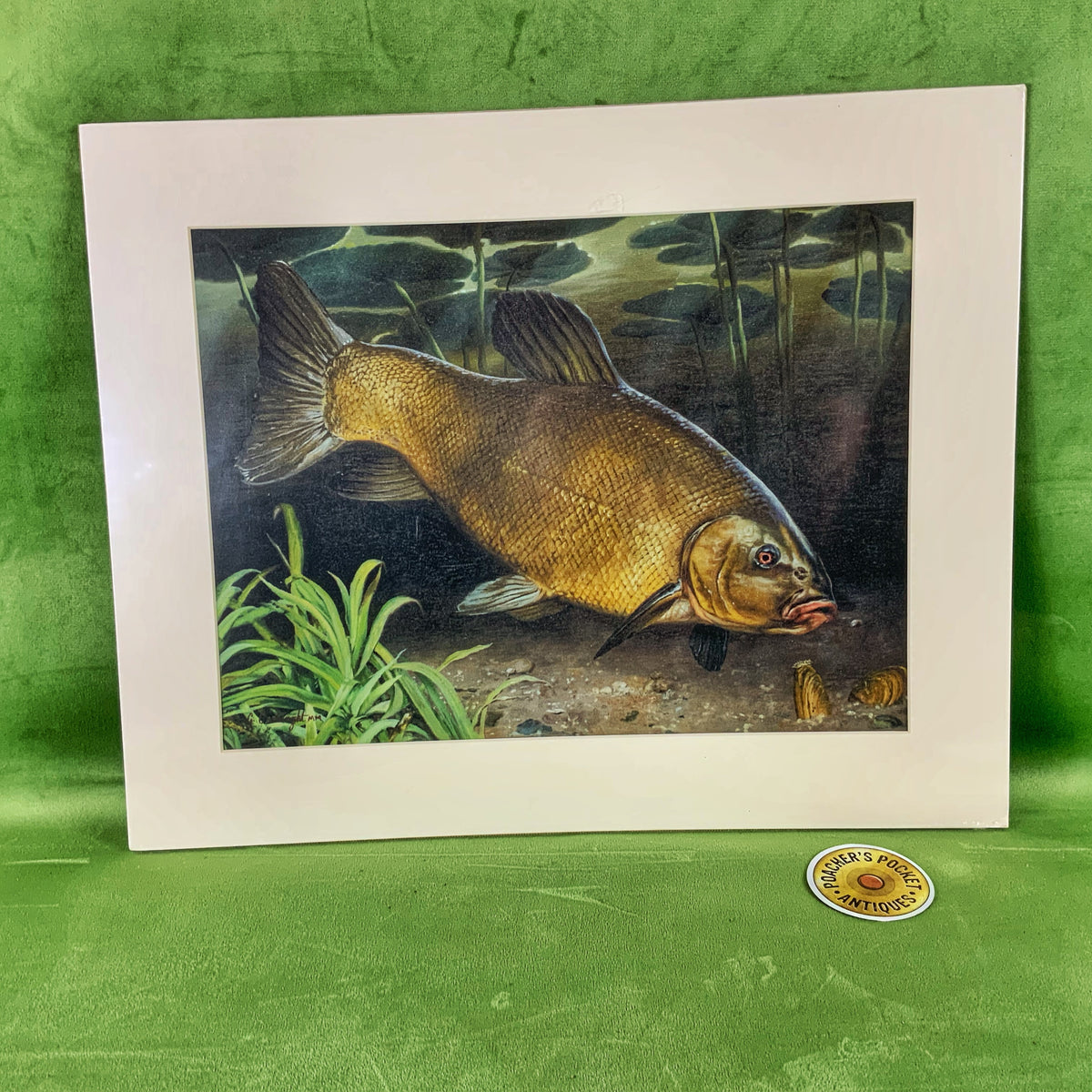 Tench by G Cartwright Mounted Print – Poacher's Pocket Antiques